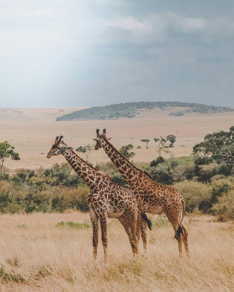 Kenija - Detaljan vodič sa savetima za put u zemlju safarija - 2026